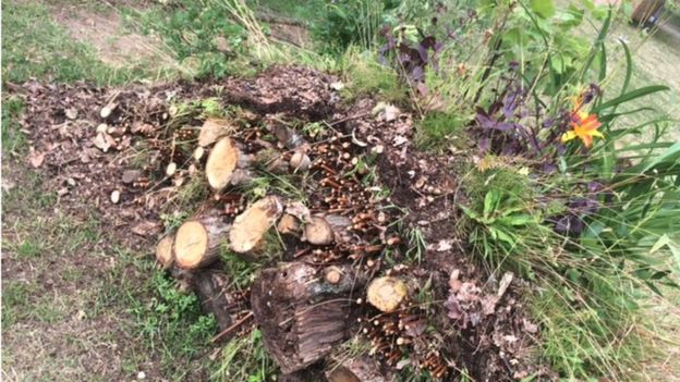 Bringing nature into your backyard - BBC News