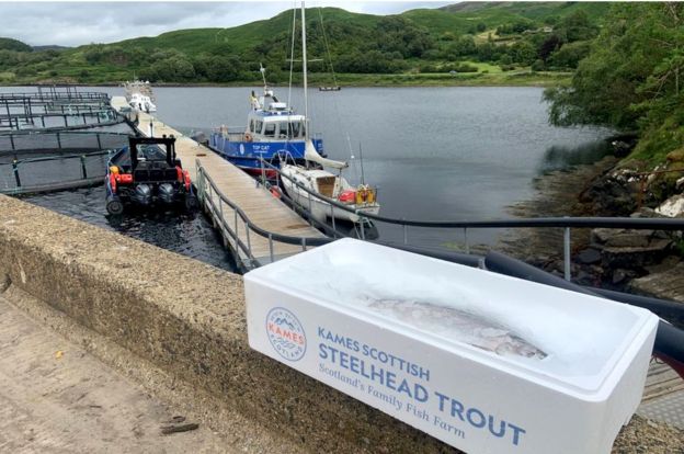 New strategy seeks to calm waters around fish farming in Scotland - BBC ...