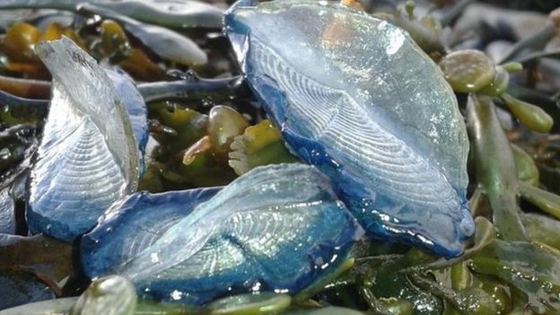 Rare jelly creatures wash up in Dorset after storm - BBC News