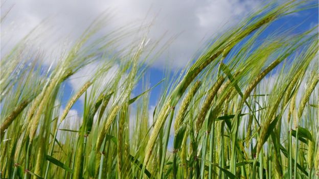 Ancient barley DNA gives insight into crop development - BBC News