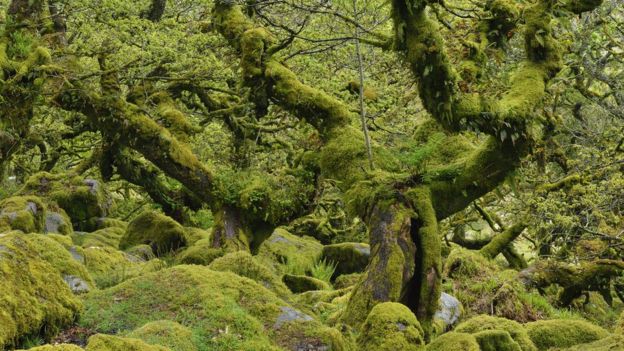 Environment: Government announces plans to bring back UK rainforest ...