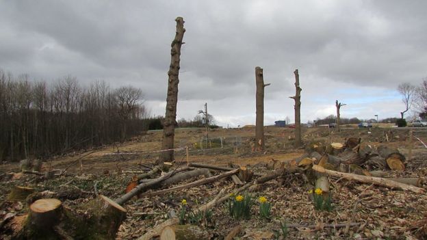 UK woodlands 'at crisis point' amid wildlife decline - BBC News
