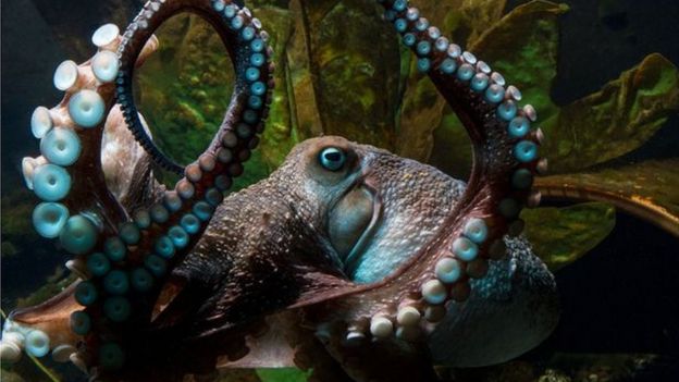 Group of octopuses spotted on Ceredigion beach - BBC News