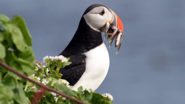 Blue Planet II: 22 things to know about the new series - BBC News