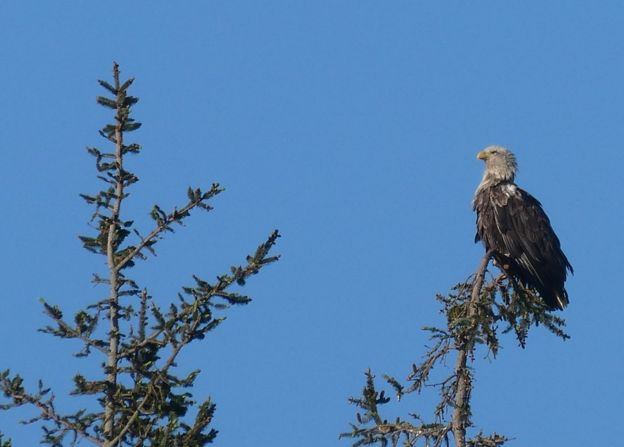 Your pictures of Scotland 11 - 18 June - BBC News