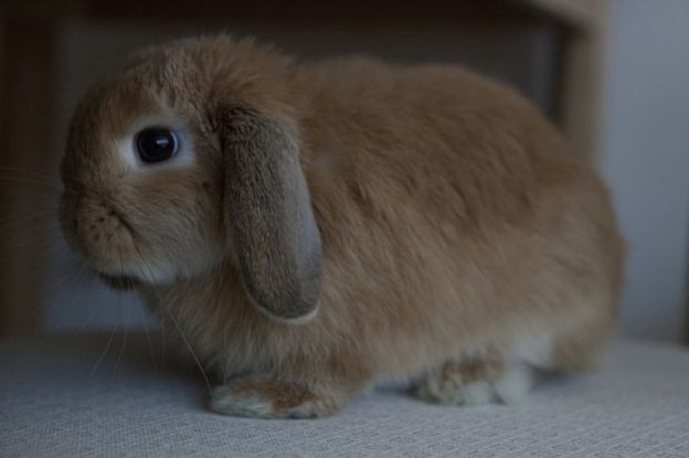 Thousands vote flat-faced rabbits top of cuteness survey - BBC News