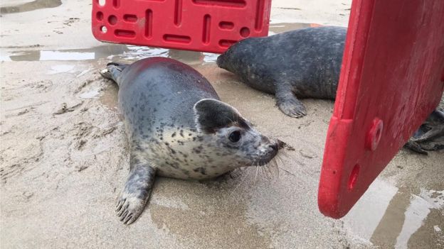 Rare black seal released back into the sea in Cornwall - BBC News