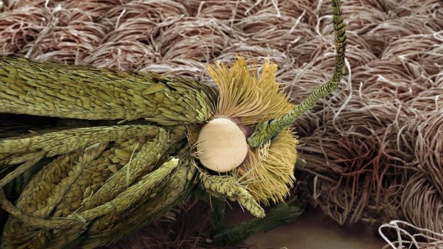 Rosy Maple Moth: The milkshake moth and other winged beauties - BBC ...