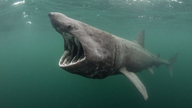 Lives of basking sharks caught on 'SharkCam' in Inner Hebrides - BBC News