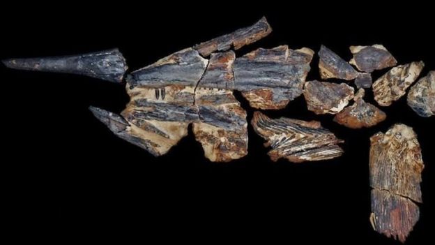 Elaphrosaur: Rare dinosaur identified in Australia - BBC News