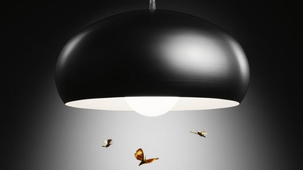 Why are bugs attracted to light? - BBC Newsround