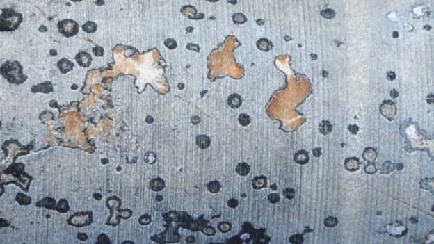 'World's oldest fungus' raises evolution questions - BBC News