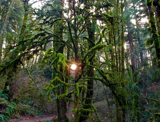 Your pictures on the theme of 'green spaces' - BBC News