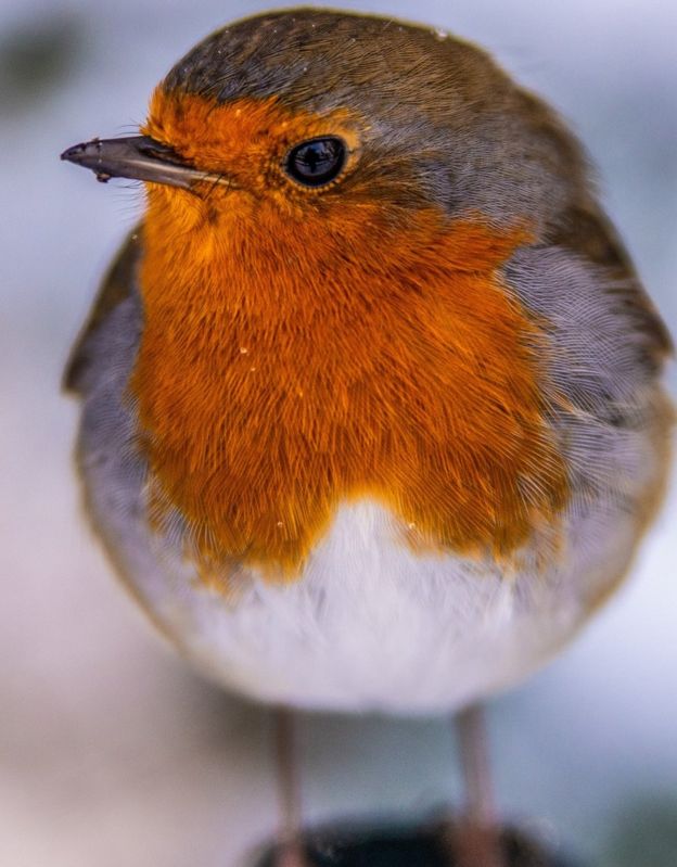 Your pictures of Scotland 5 - 12 February - BBC News