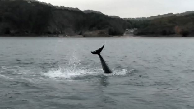 Young sailors from Tenby 'ecstatic' at dolphin encounter - BBC News