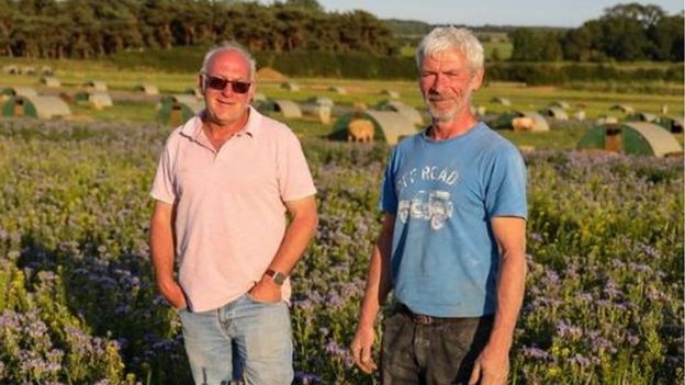 Suffolk pig farm 'feeds a million bumblebees' - BBC News