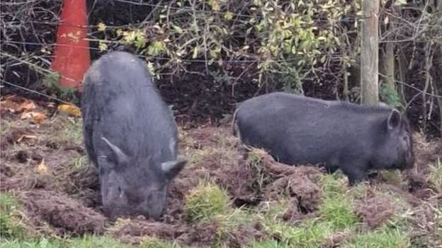 Rotherham: Pigs cause havoc digging up Thrybergh graveyard - BBC News