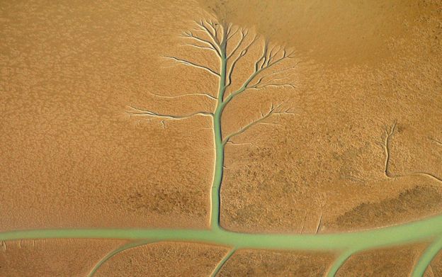 Aerial photos capture 'tree of life' structures in Norfolk and Suffolk ...