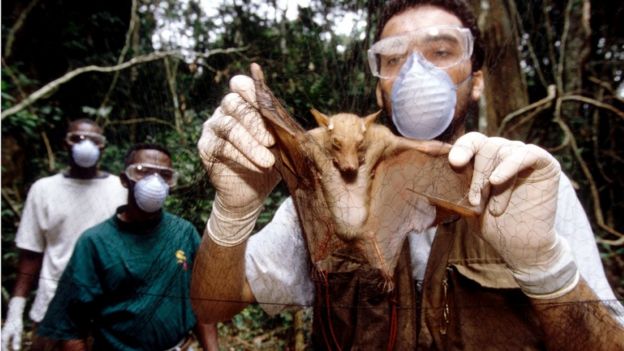 Ebola Adapted To Easily Infect People Bbc News