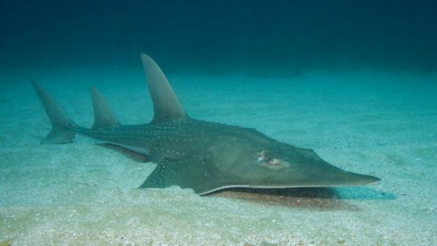 Extinction: Last chance to save 'rhinos of the oceans' - BBC News