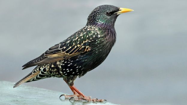 Dancing starling spectacle caused power cuts in Scottish village - BBC News