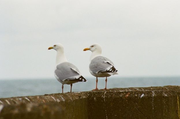 Your pictures of Scotland: 29 April - 6 May - BBC News