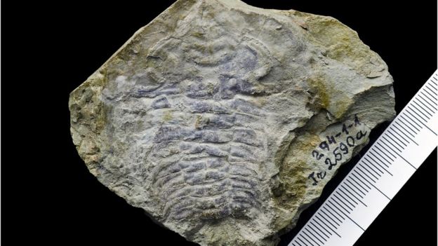 Researchers find 'oldest ever eye' in fossil - BBC News