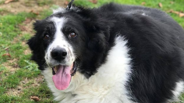 Hundreds offer to rehome 'lonely' lurcher Hector - BBC News