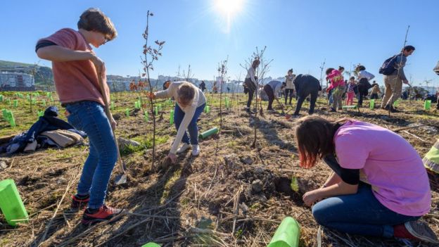 Climate change: Planting extra trees will boost rainfall across Europe ...
