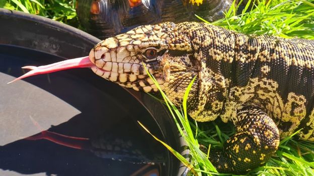 Missing Echo the lizard may have been 'picked up', says owner - BBC News