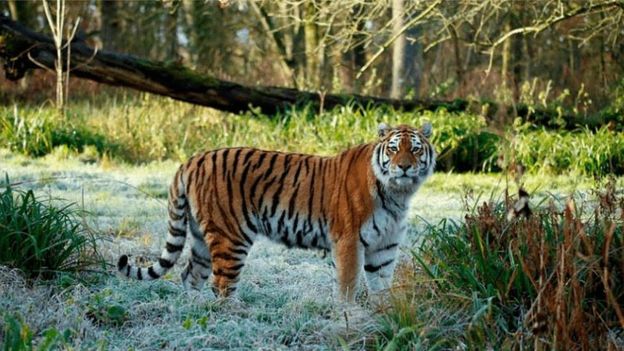 Tiger deaths: Charity calls for zoo regulation reform - BBC News