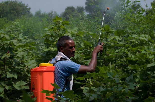 The Indian farmers falling prey to pesticide - BBC News