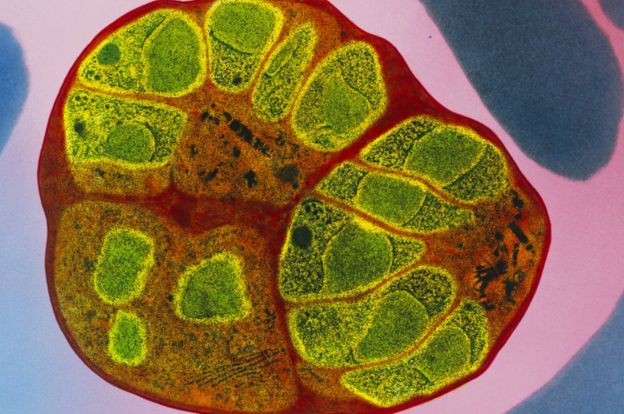 Malaria resistance 'unable to spread' - BBC News