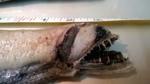 Monster surprise: Rarely-seen deep sea fish found on beach - BBC News