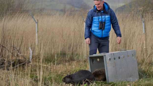 Licensed beavers released in Wales for the first time - BBC News