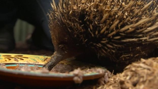Australia's fires 'killed or harmed three billion animals' - BBC News