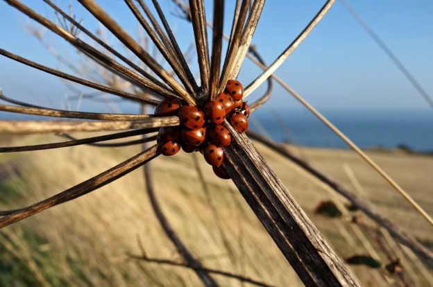 Your pictures of Scotland: 19 - 26 October - BBC News