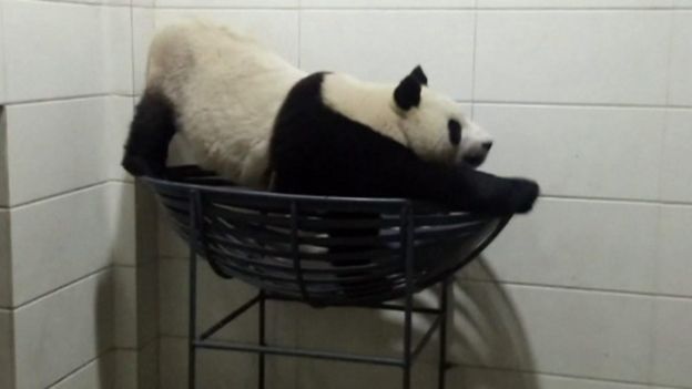 Scientists discover ancient type of panda in fossil - BBC Newsround