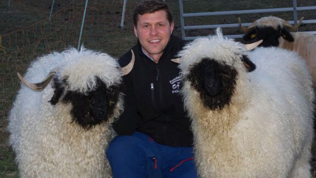 'World's cutest sheep' go on show in Carlisle - BBC News
