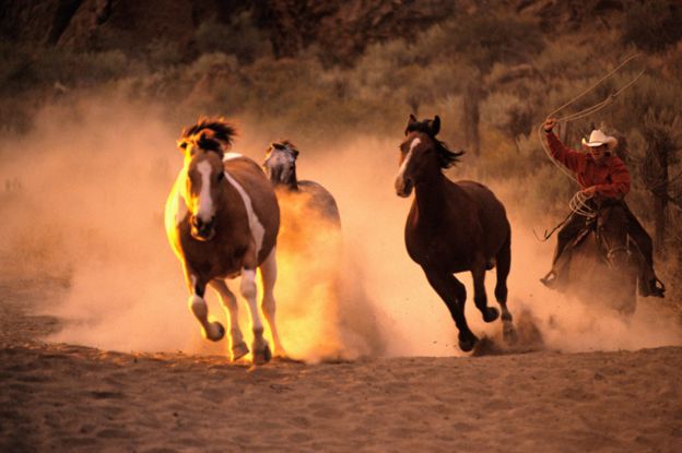 A new threat to the American cowboy? - BBC News