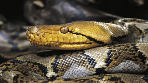 Stray 5ft python found at Islington house round boiler - BBC News