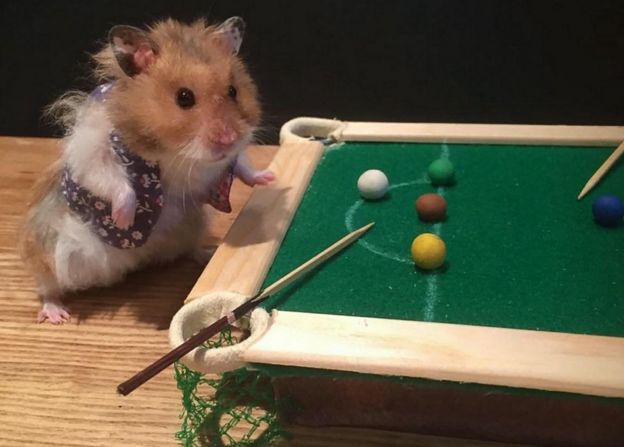 Bake Off set recreated for hamsters by pet owner - BBC News