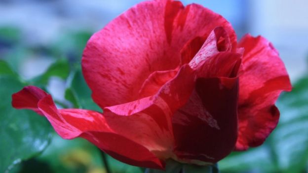 Genetic secrets of the rose revealed - BBC News