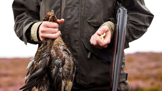 Grouse shooting: Labour calls for review amid habitat concerns - BBC News