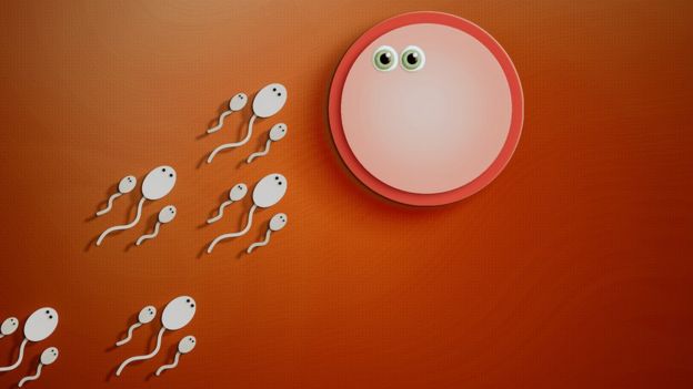 Inseminação intrauterina, fertilização in vitro: qual método é mais ...