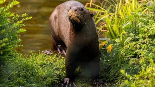 Conservation: A rare giant otter has arrived at Chester Zoo to try and ...