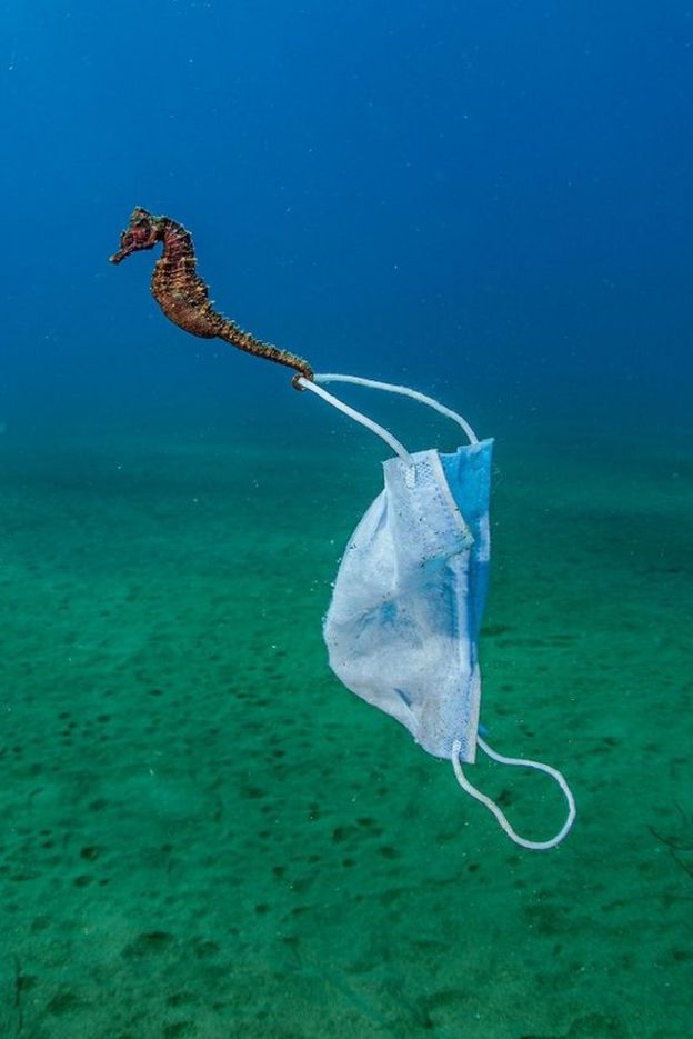 Ocean Photographer of the Year: Award winning photos - BBC Newsround