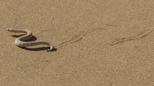 Snake walk: The physics of slithering - BBC News
