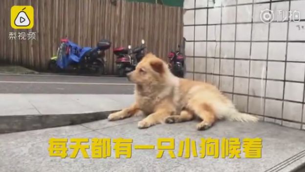 Xiongxiong the loyal dog charms Chinese social media - BBC News