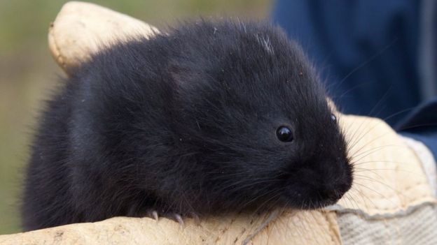 Snack tubes aid water vole conservation work - BBC News